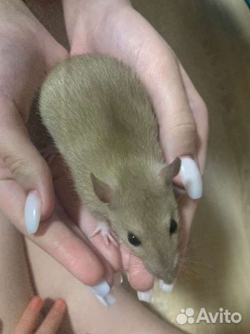 Крыска маленькая очень ручная, 3с половиной месяц