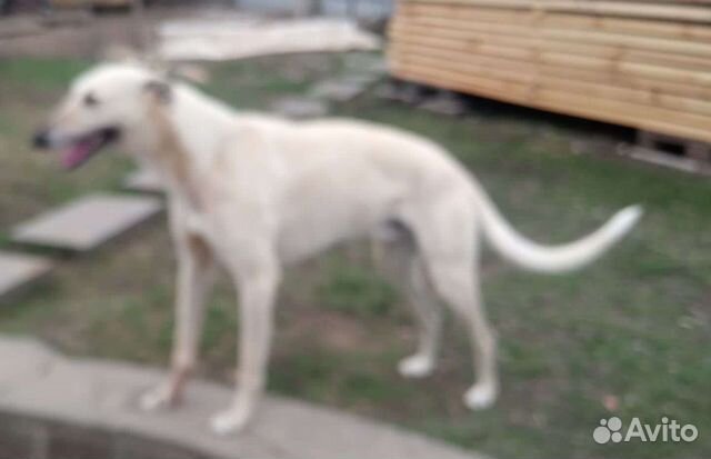 Борзая в добрые руки