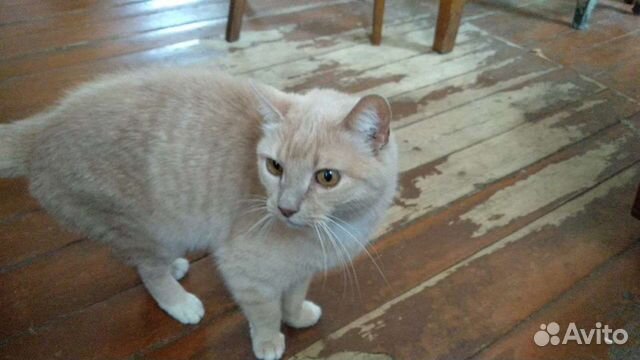 Отдам в хорошие руки бесплатно