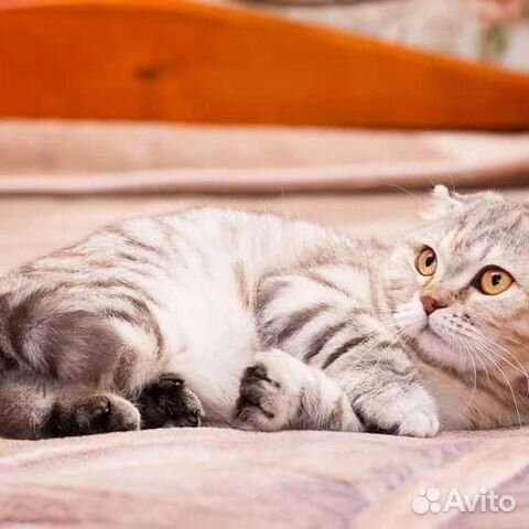 Маленькая Софирочка в дар в добрые руки