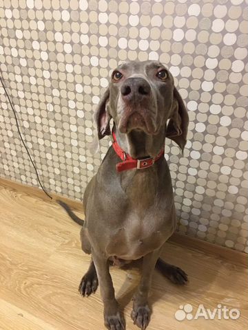 Веймарайнер ищет друга