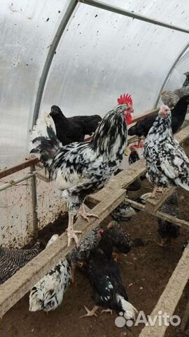 Петух Плимутрок, Австралорп, Пушкинская