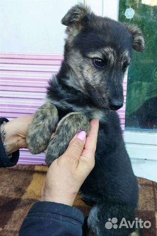 Щенок Буч отличный парень