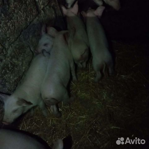 Поросята