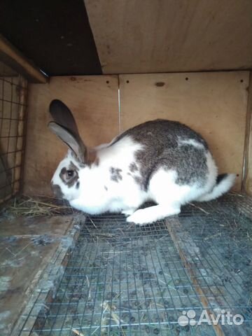 Крольчиха на племя