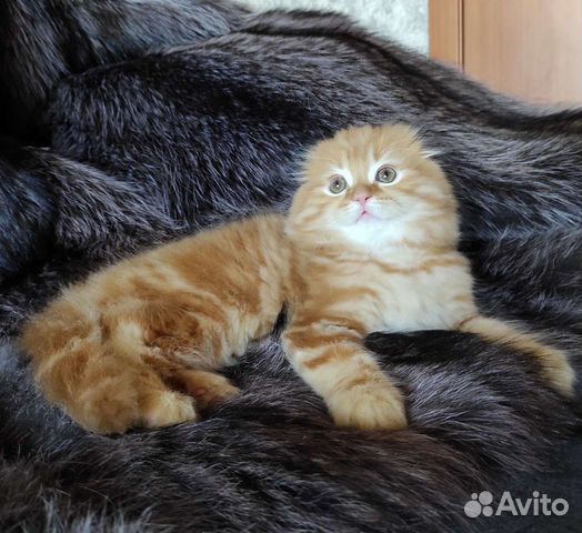 Высокопородный шотландец