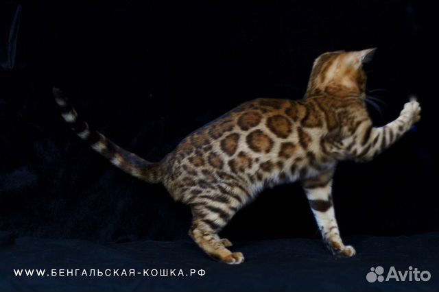 Бенгальские котята девочка Офелия
