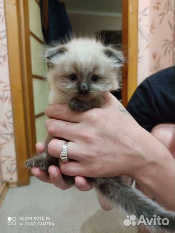 Тайские котята