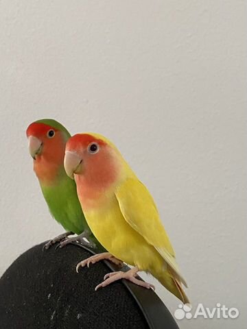 Попугаи неразлучники ручные