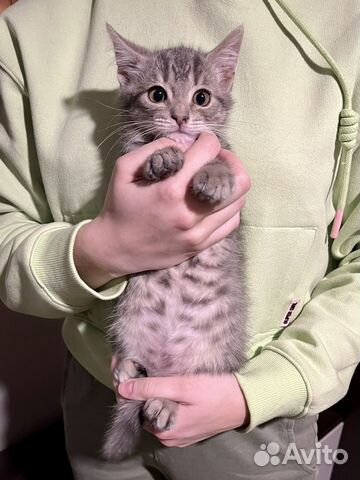 Серый котенок Кай (1,5 мес) ищет дом