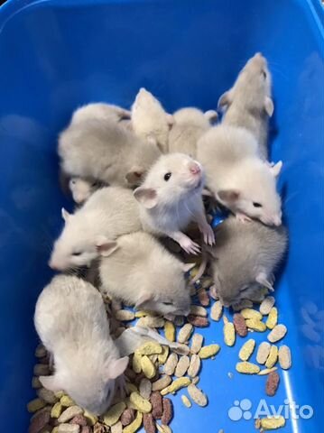 Крысята дамбо.Бежевые и бежево-голубые