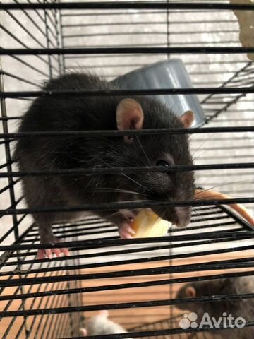 7 крыс дамбо