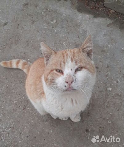 Несчастный рыжий котик,которого все гонят на улице