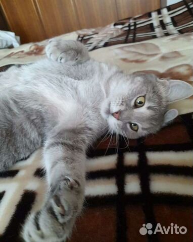 Кошка в добрые руки бесплатно