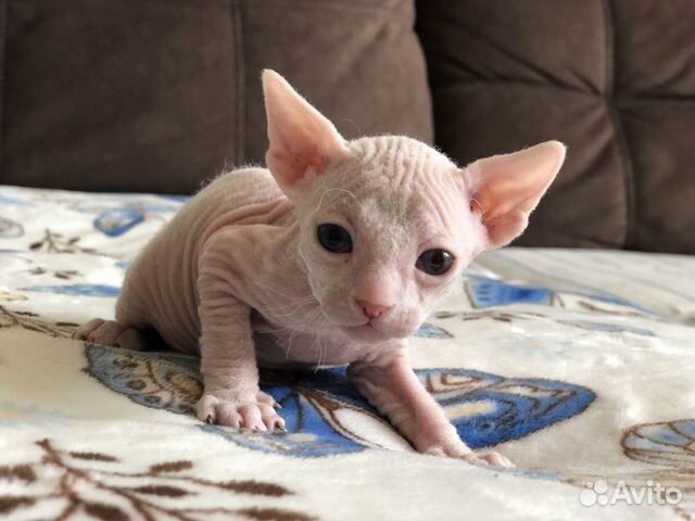 Котята Сфинкса красавчики