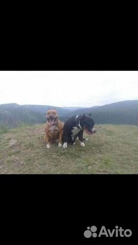Щенки амстаффа (девочки)