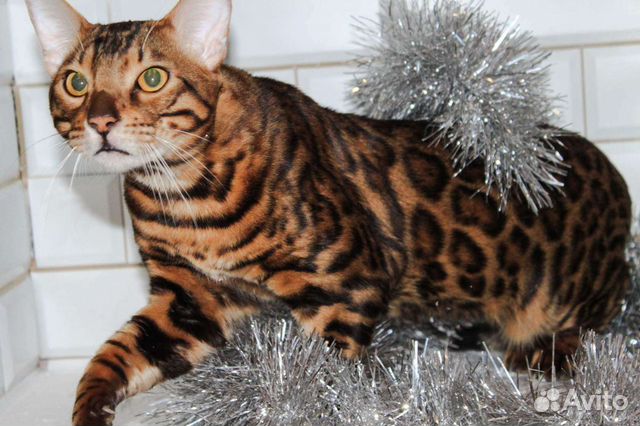 Бенгальская