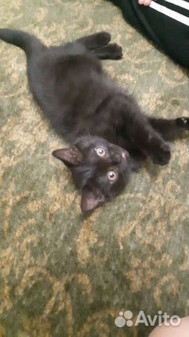 Черный котенок