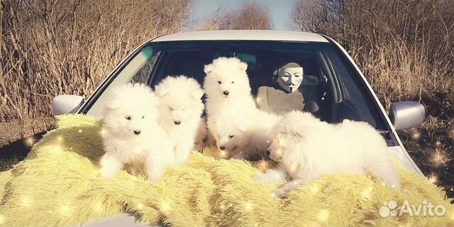 Самоедская,Самоед Щенки