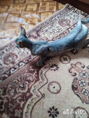 Сфинкс ищем котика для вязки. Ялта