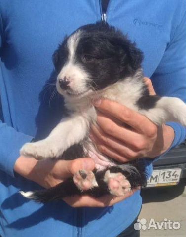 Щенок-малышок в добрые руки