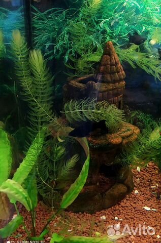 Укомплектованный аквариум с рыбками