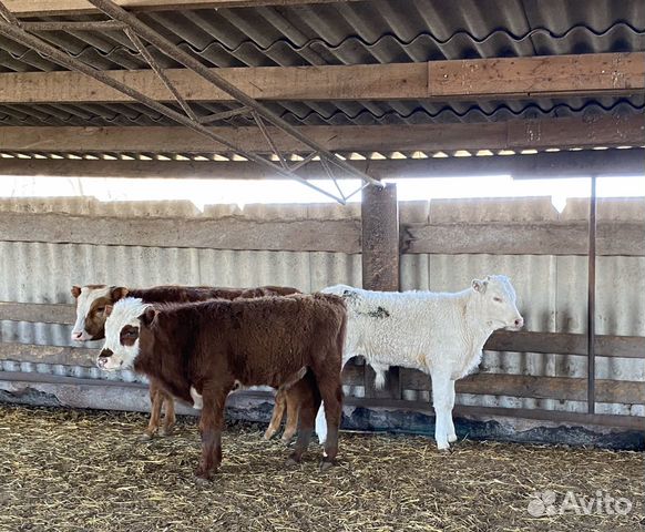 Продаются бычки симменталы