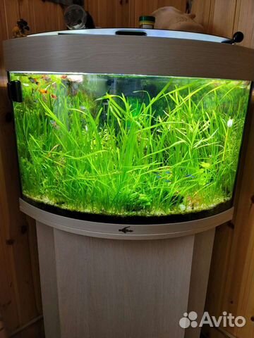 Аквариумные растения валиснерия