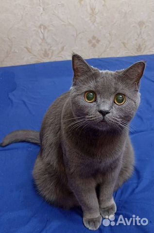 Британская кошечка, ищет хозяев