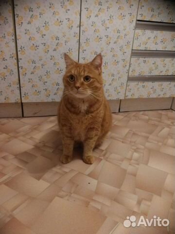 Рыжий кот взрослый