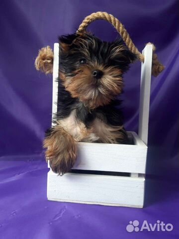 Мальчик Красавчик