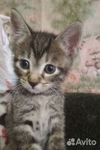 Полосатый котенок