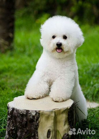 Щенок Бишон Фризе 2.5месяца