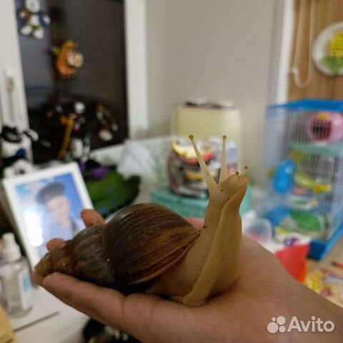 Улитки ахатины