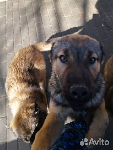 Собака, 2 щенка- мальчика, 4 мес