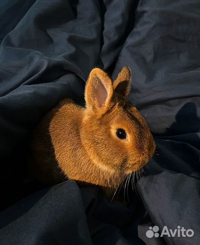 Декоративный кролик с клеткой