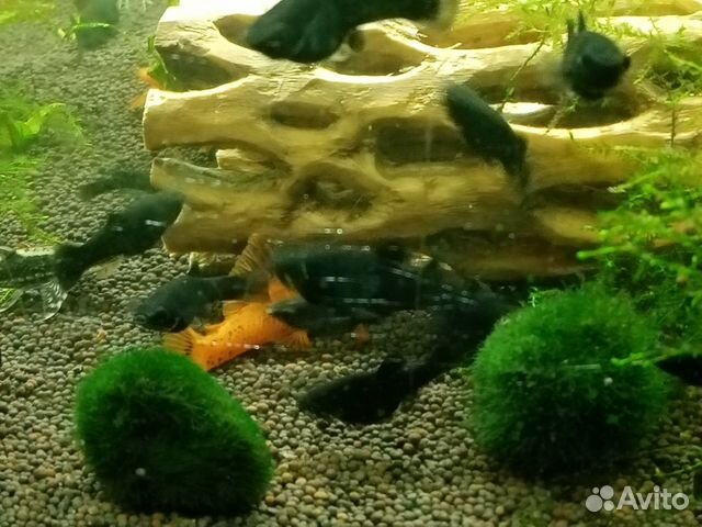 Мальки Молли