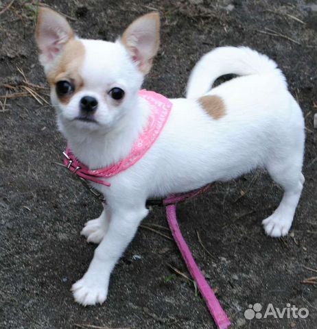 Эстер - красивая девочка чихуа