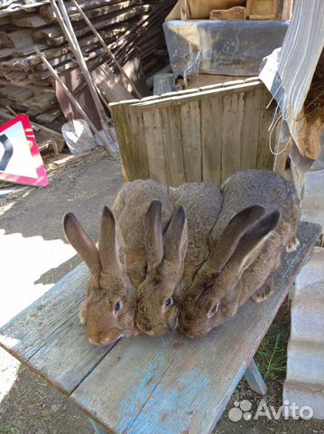 Кролики на племя