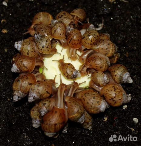 Улитки ахатины