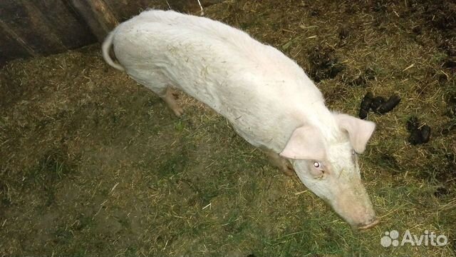 Поросёнок Кобан