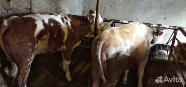 Бычки и быки