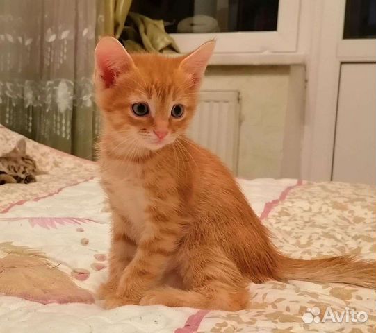 Лисенок ищет свой дом