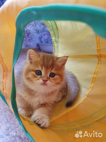 Мальчишки и девчонки