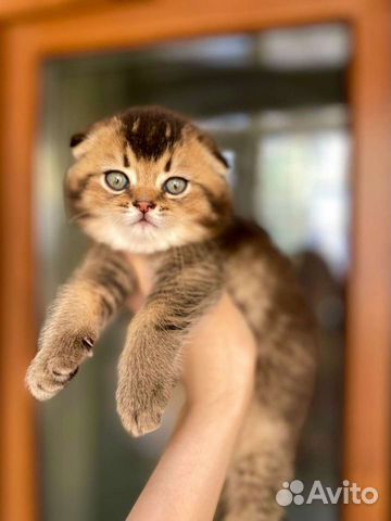 Шотландские вислоухие котята