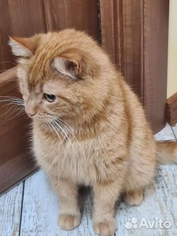 Кошки