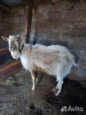Козел зааненский и козлята
