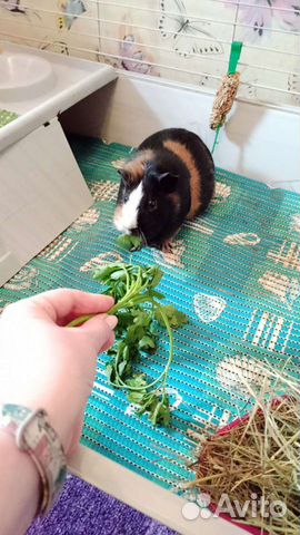 Морская свинка с клеткой