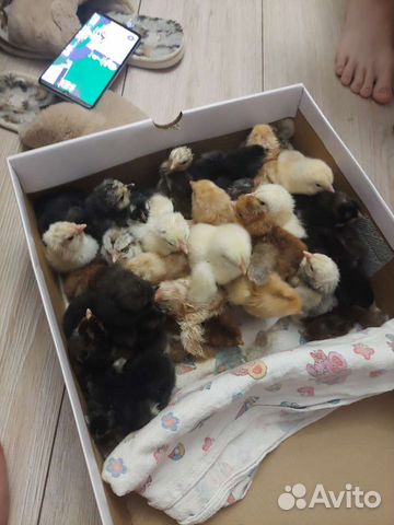 Суточные цыплята несушки
