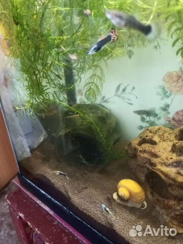 Аквариумные рыбки гуппи